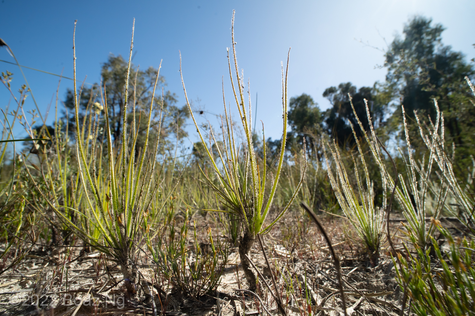 Byblis gigantea Species Profile - Fierce Flora