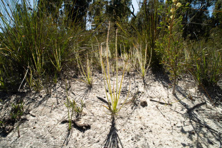 Byblis gigantea Species Profile - Fierce Flora