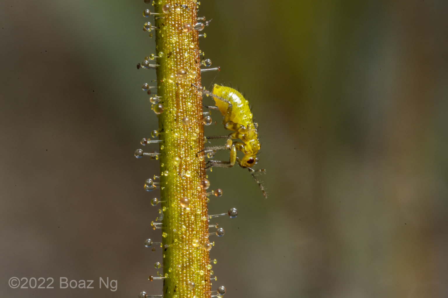 Byblis gigantea Species Profile - Fierce Flora