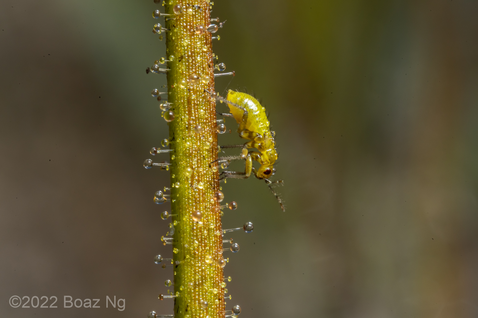 Byblis gigantea Species Profile - Fierce Flora