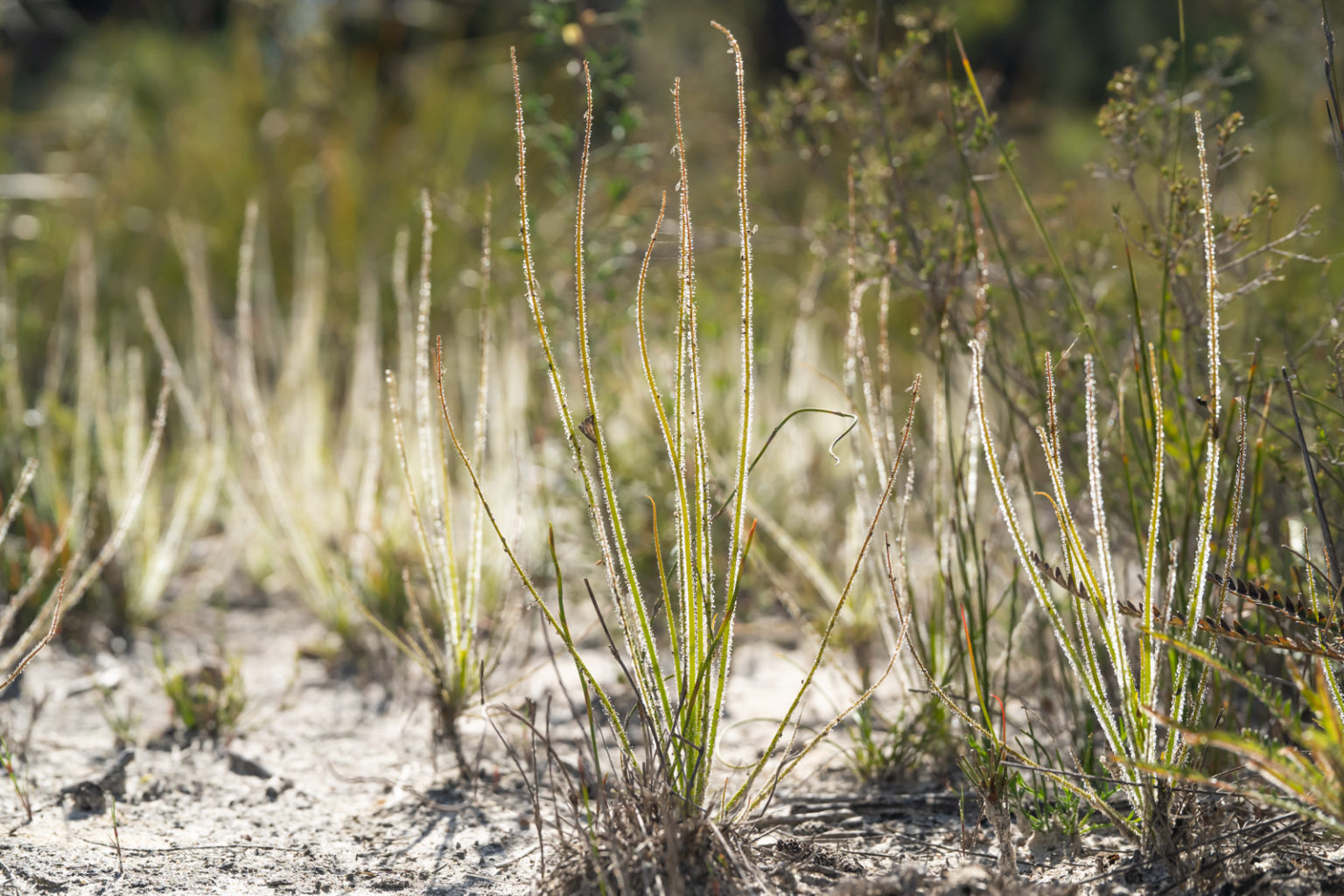 byblis gigantea Archives - Fierce Flora