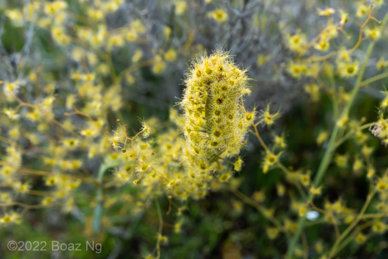 Fasciation in Drosera gigantea - Fierce Flora