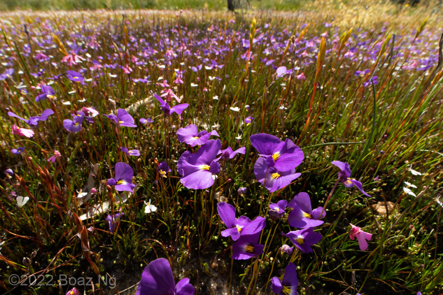 Utricularia petertaylorii species profile - Fierce Flora