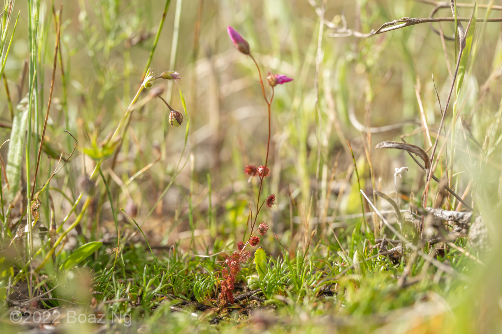 Drosera basifolia Species Profile - Fierce Flora