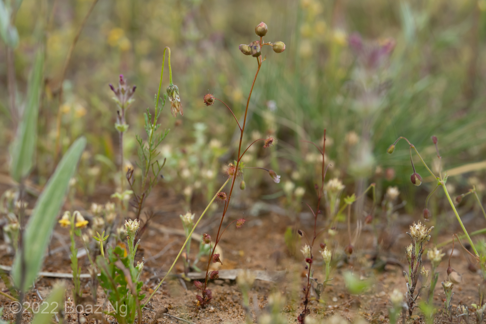 Drosera basifolia Species Profile - Fierce Flora