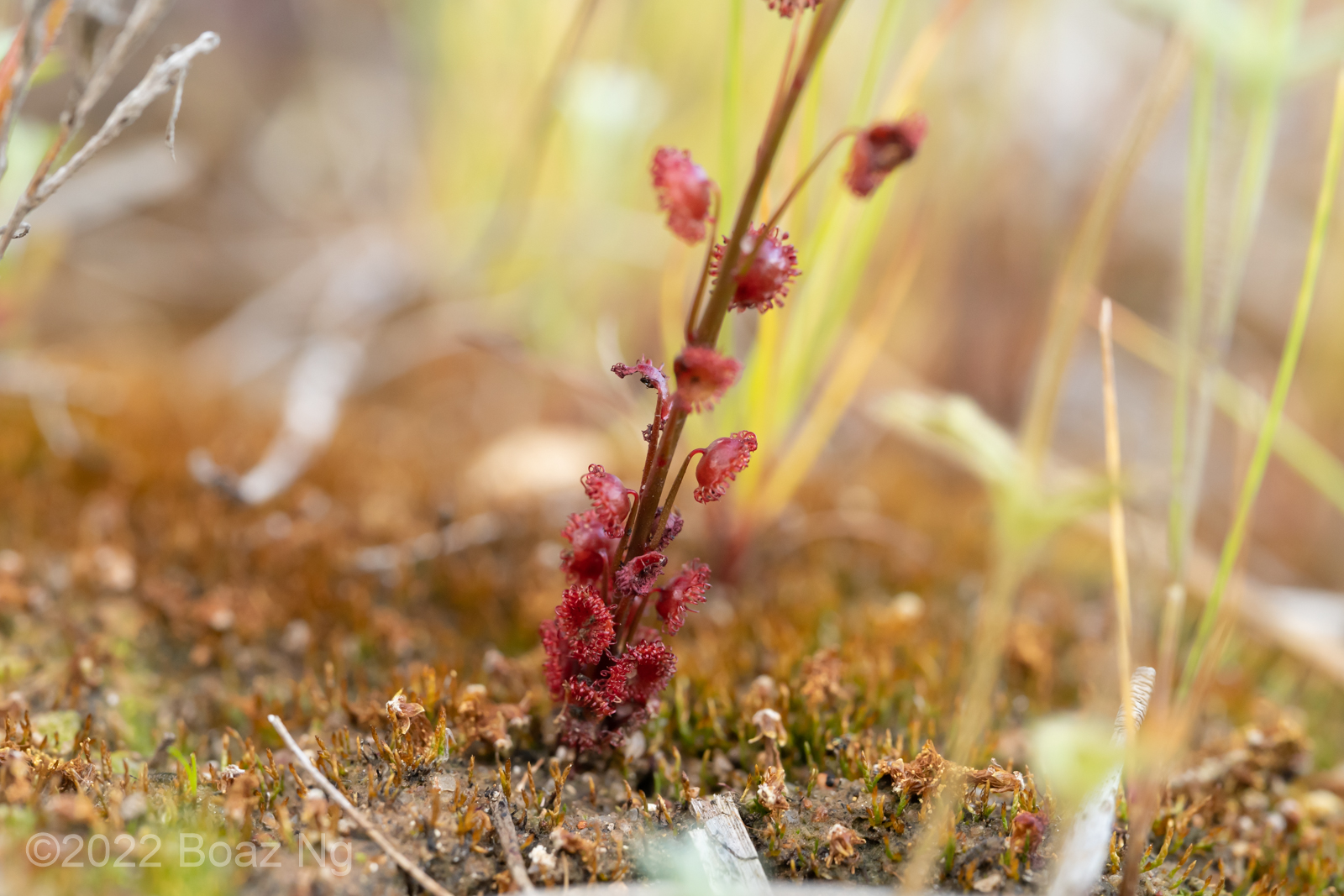 Drosera basifolia Species Profile - Fierce Flora
