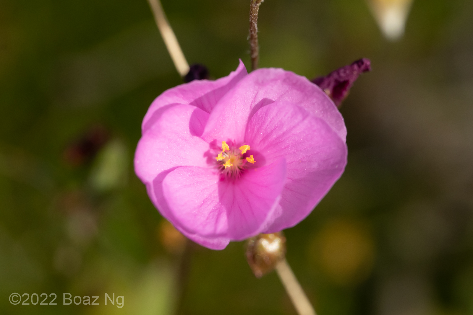 Drosera basifolia Species Profile - Fierce Flora