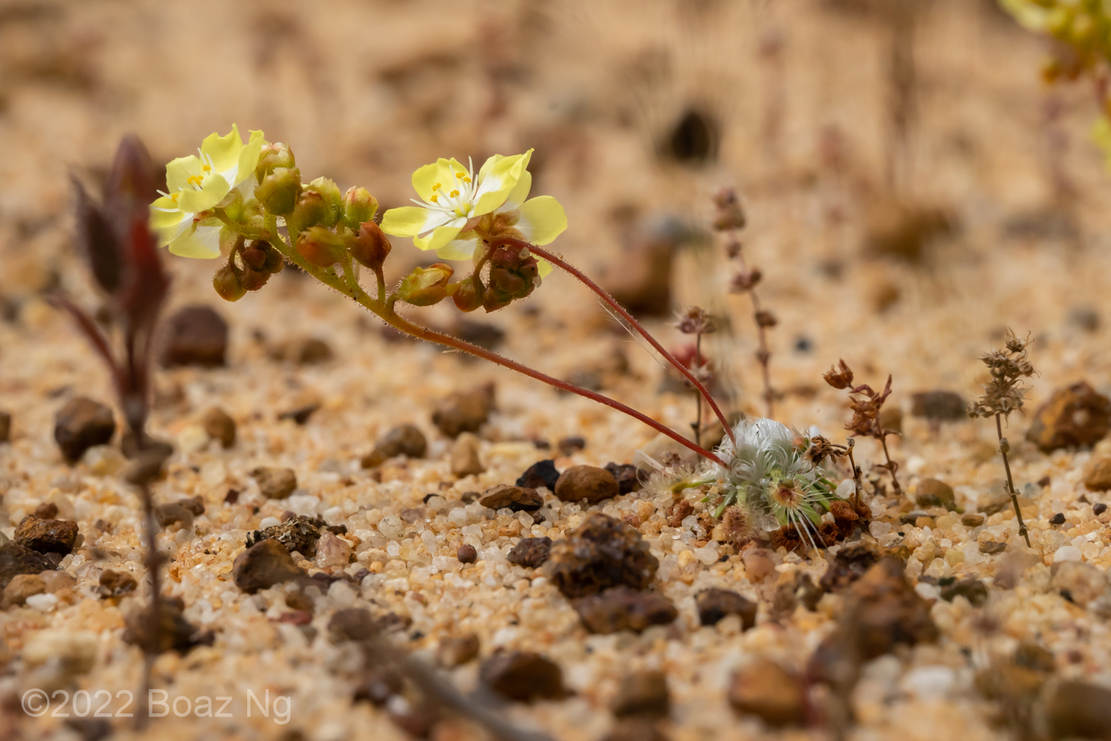 Drosera citrina Species Profile - Fierce Flora