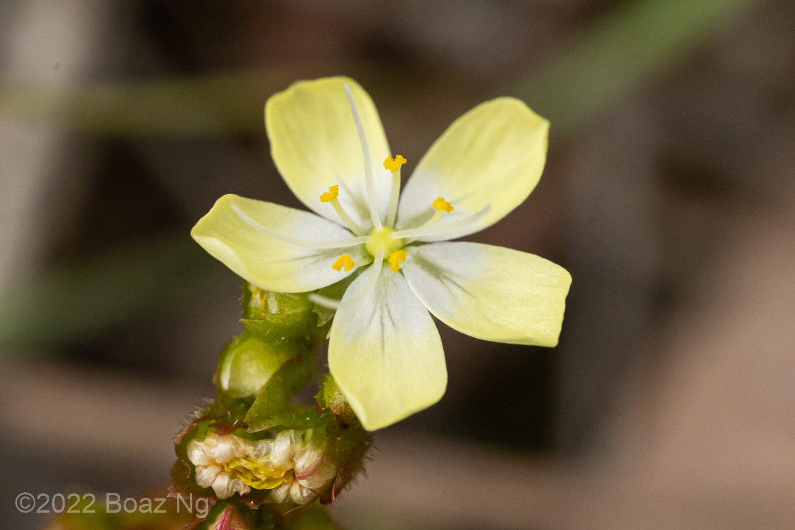 Drosera citrina Species Profile - Fierce Flora