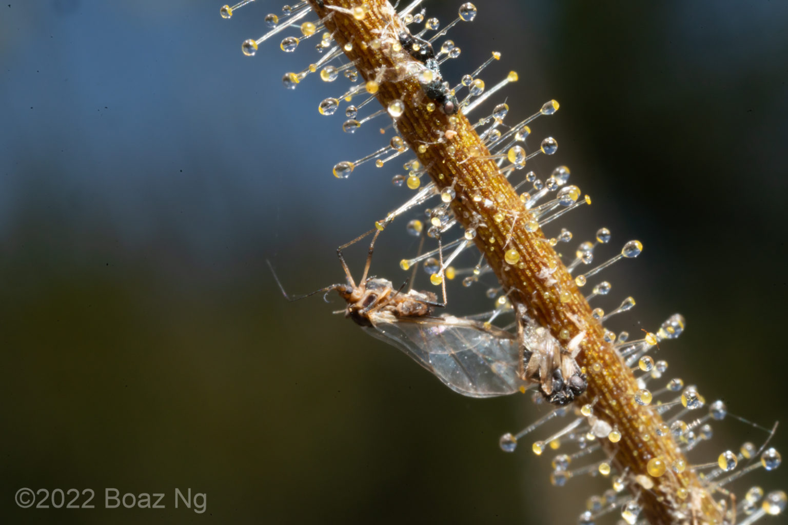 Byblis lamellata Species Profile - Fierce Flora