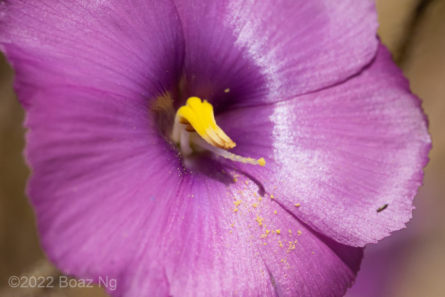 Byblis lamellata Species Profile - Fierce Flora