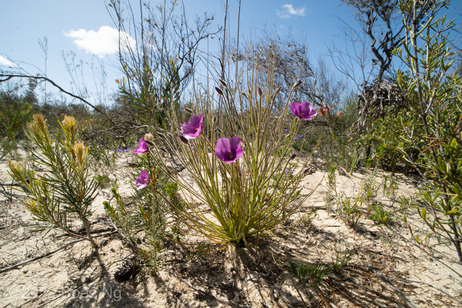 Byblis lamellata Species Profile - Fierce Flora