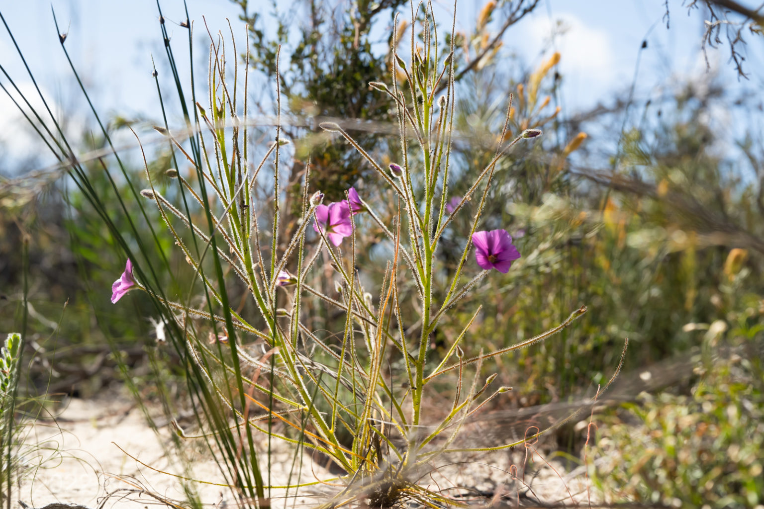 Byblis lamellata Species Profile - Fierce Flora