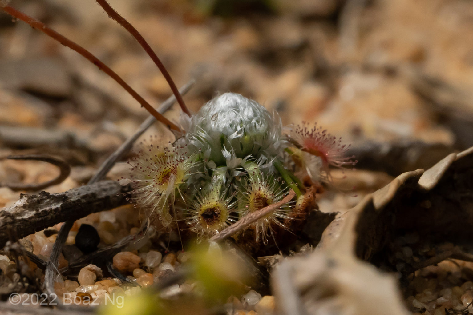 Drosera citrina Species Profile - Fierce Flora