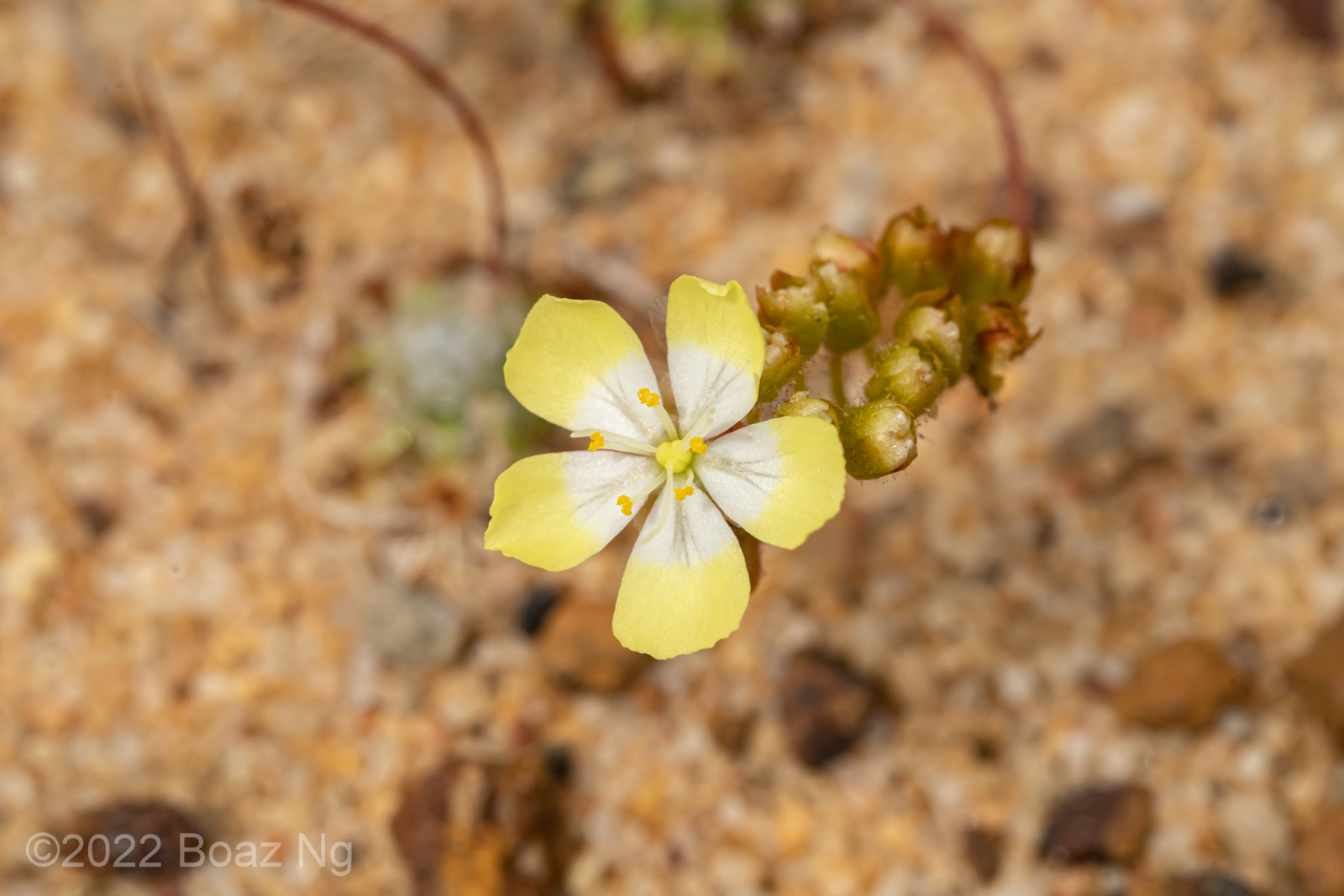 Drosera citrina Species Profile - Fierce Flora