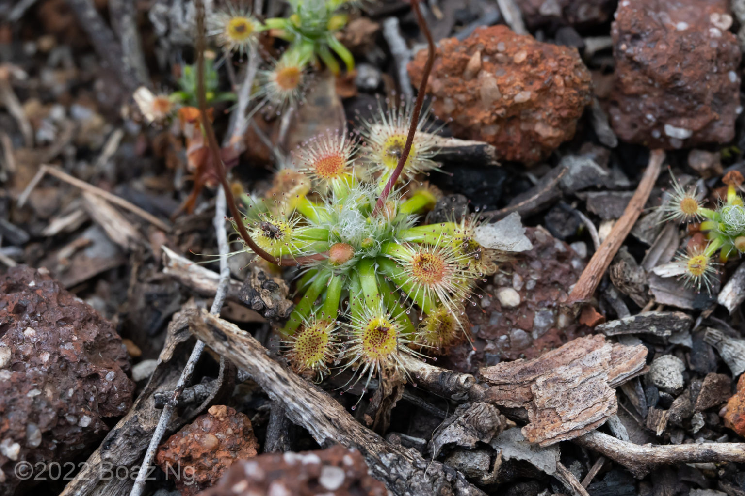 Drosera bindoon Species Profile - Fierce Flora