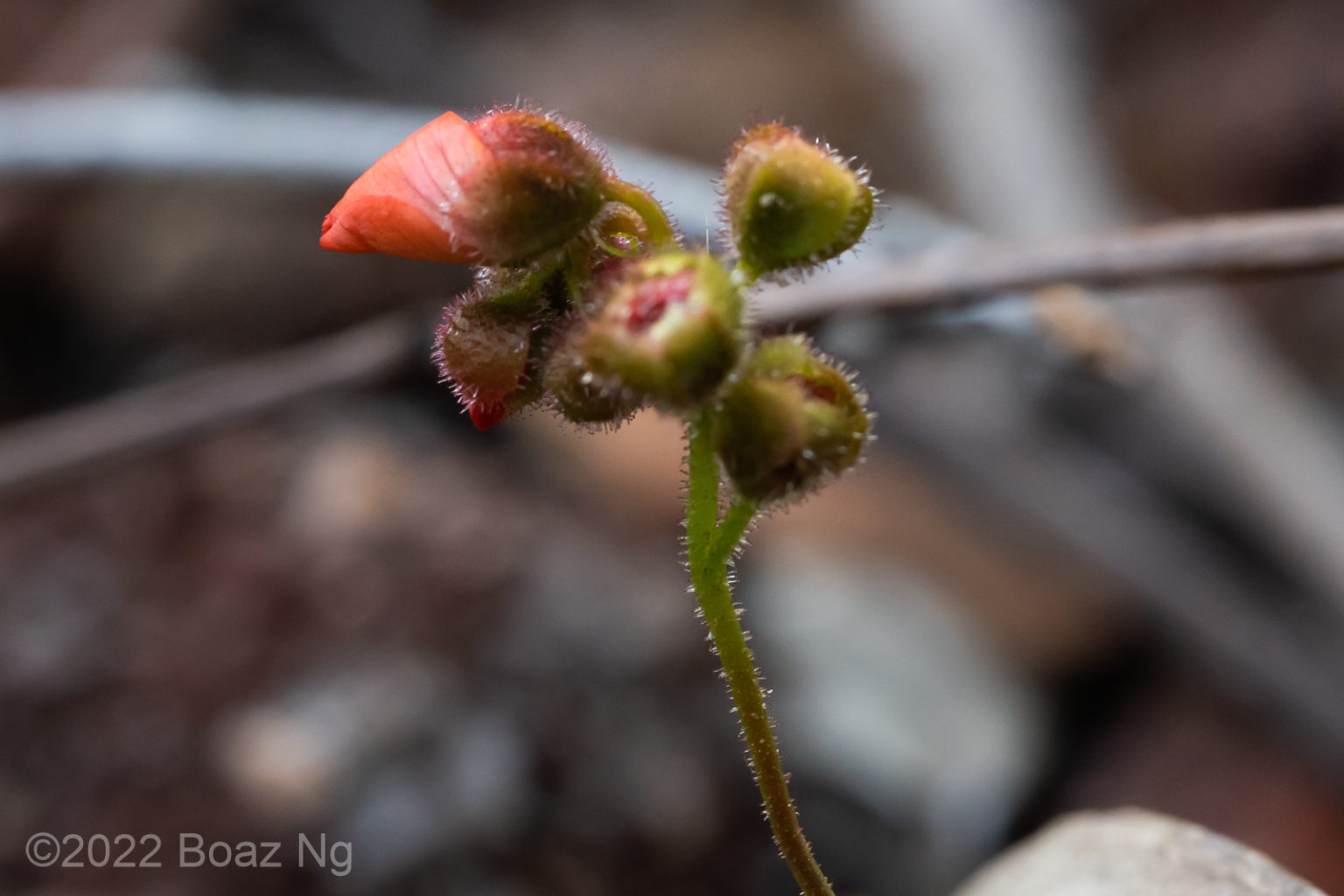 Drosera bindoon Species Profile - Fierce Flora