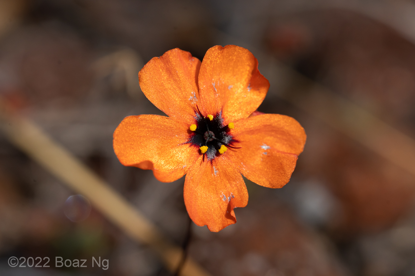 Drosera bindoon Species Profile - Fierce Flora