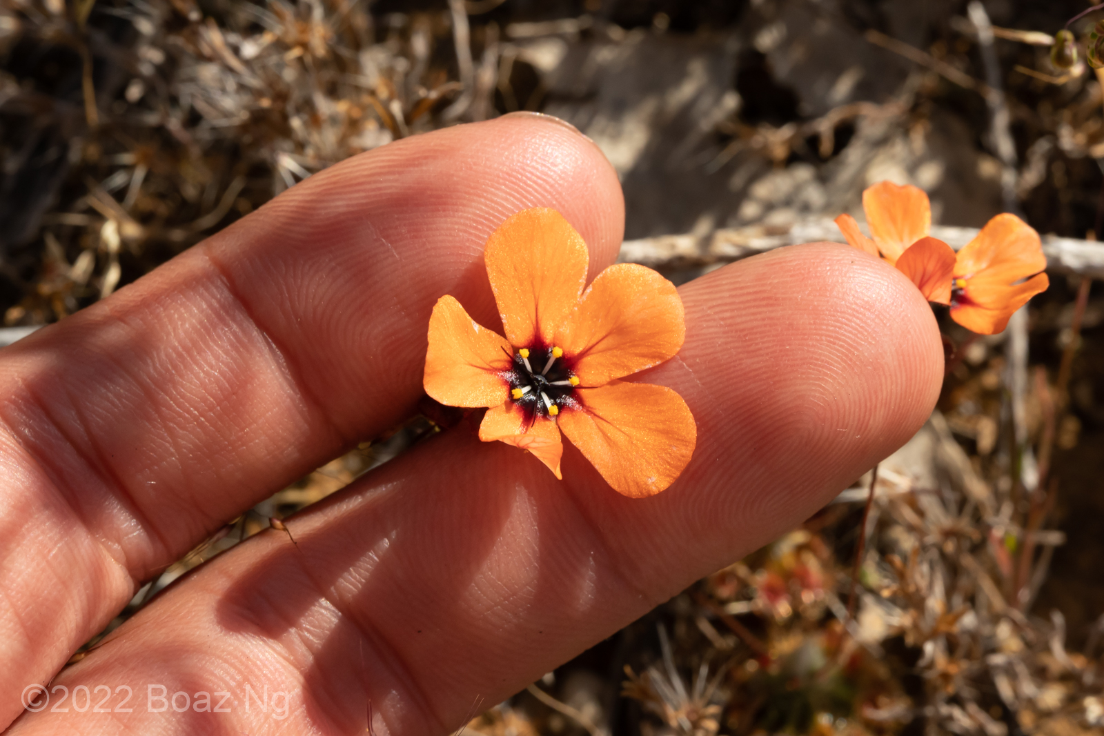 Drosera miniata Species Profile - Fierce Flora
