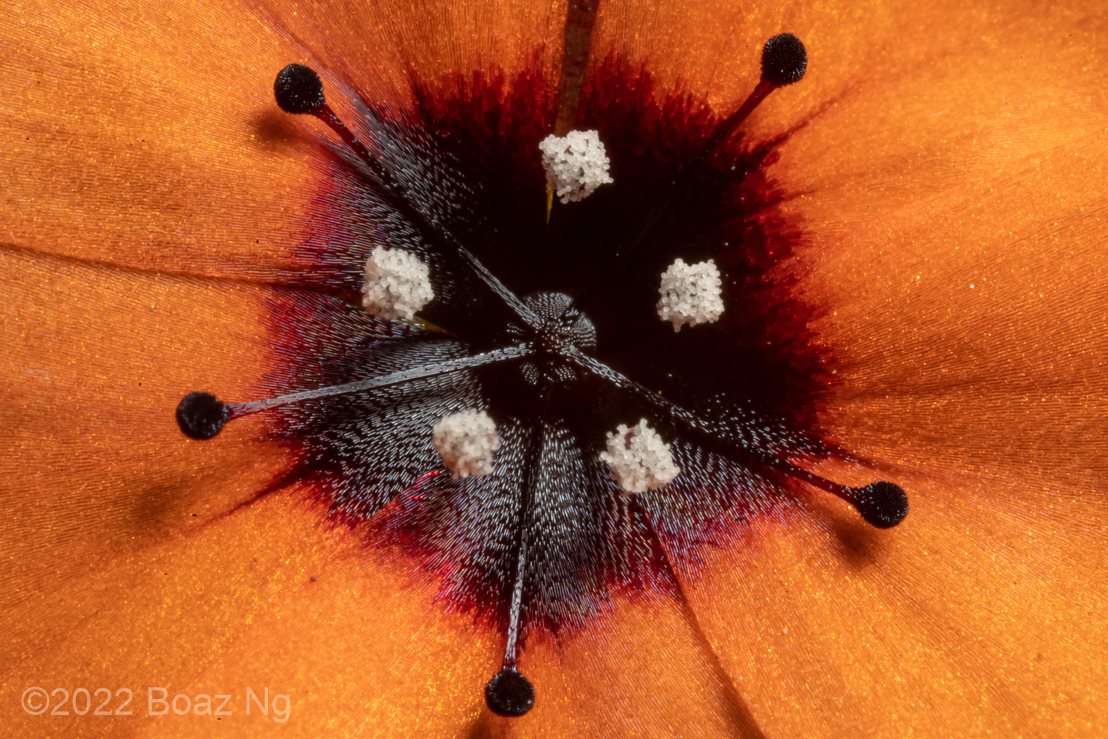 Drosera sewelliae Species Profile - Fierce Flora