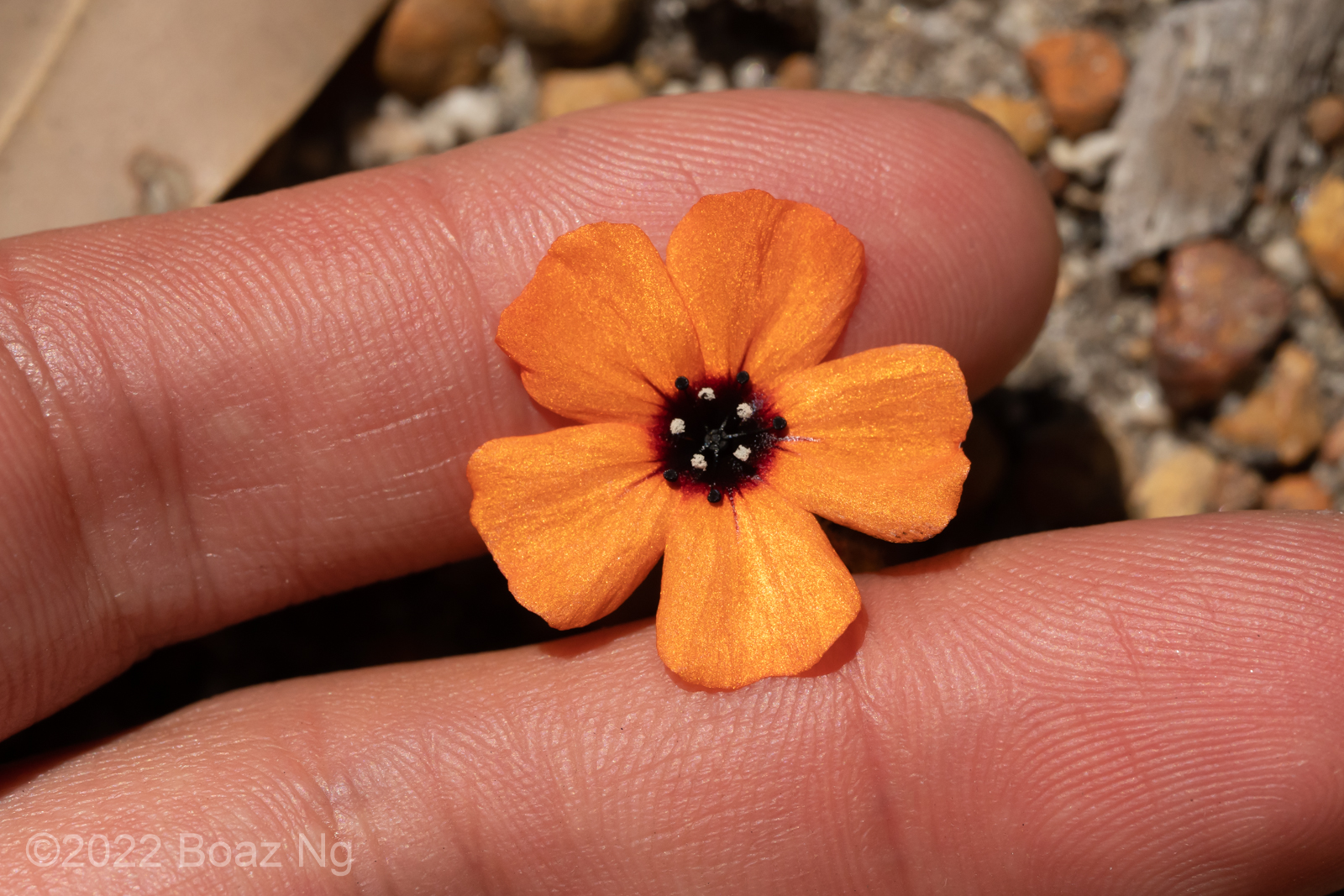 Drosera sewelliae Species Profile - Fierce Flora