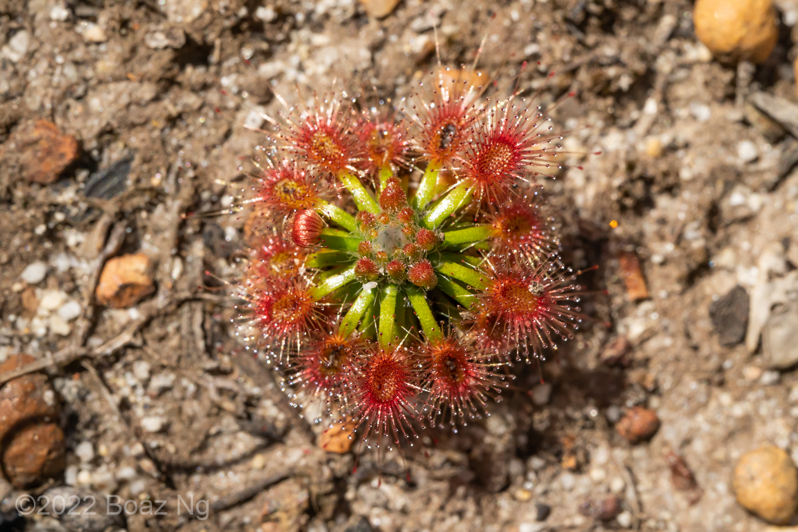 Drosera sewelliae Species Profile - Fierce Flora