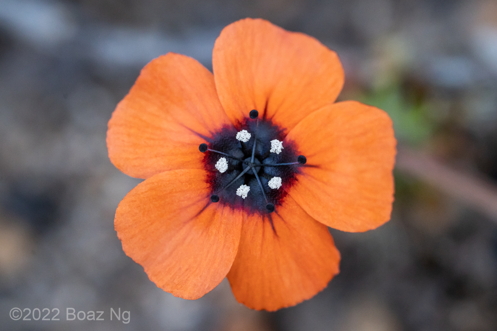 Drosera sewelliae Species Profile - Fierce Flora