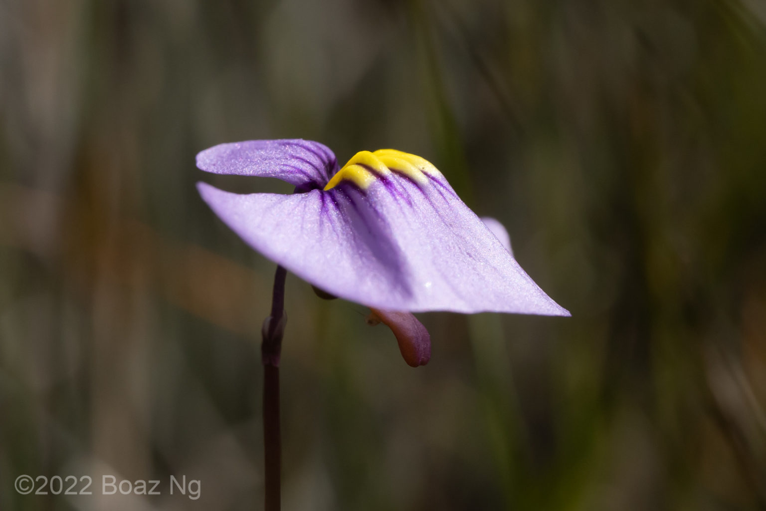 Utricularia inaequalis Species Profile - Fierce Flora