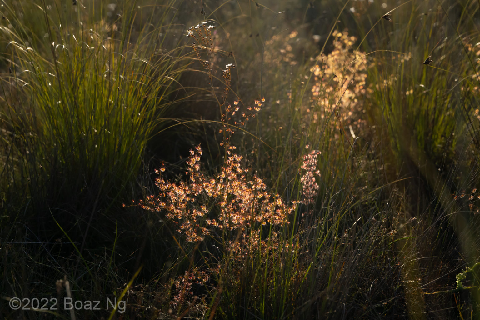Drosera geniculata Species Profile - Fierce Flora