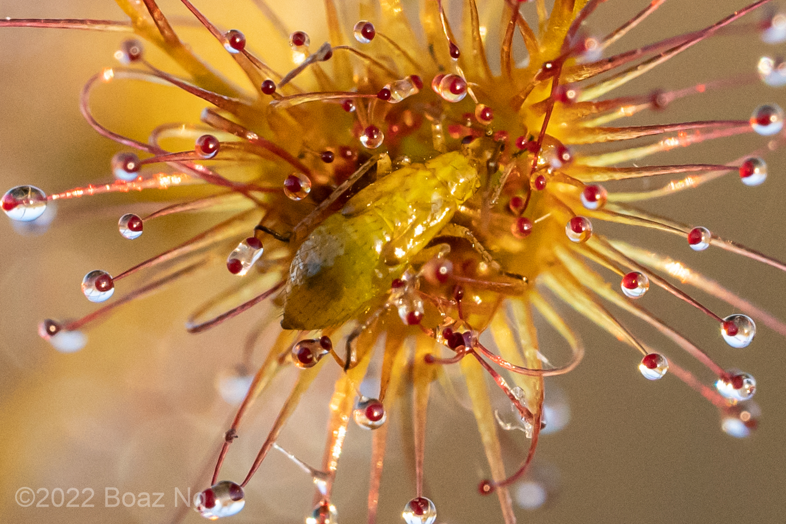 Drosera geniculata Species Profile - Fierce Flora