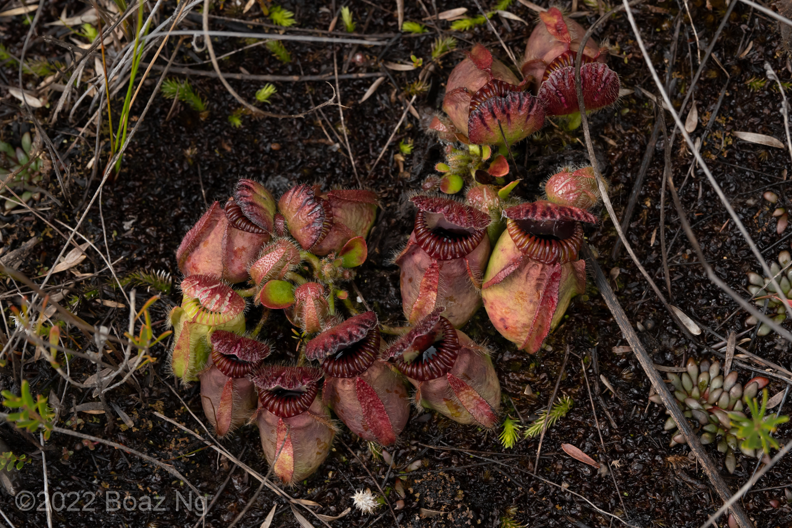 The ecology of the Albany Pitcher Plant (Cephalotus follicularis ...