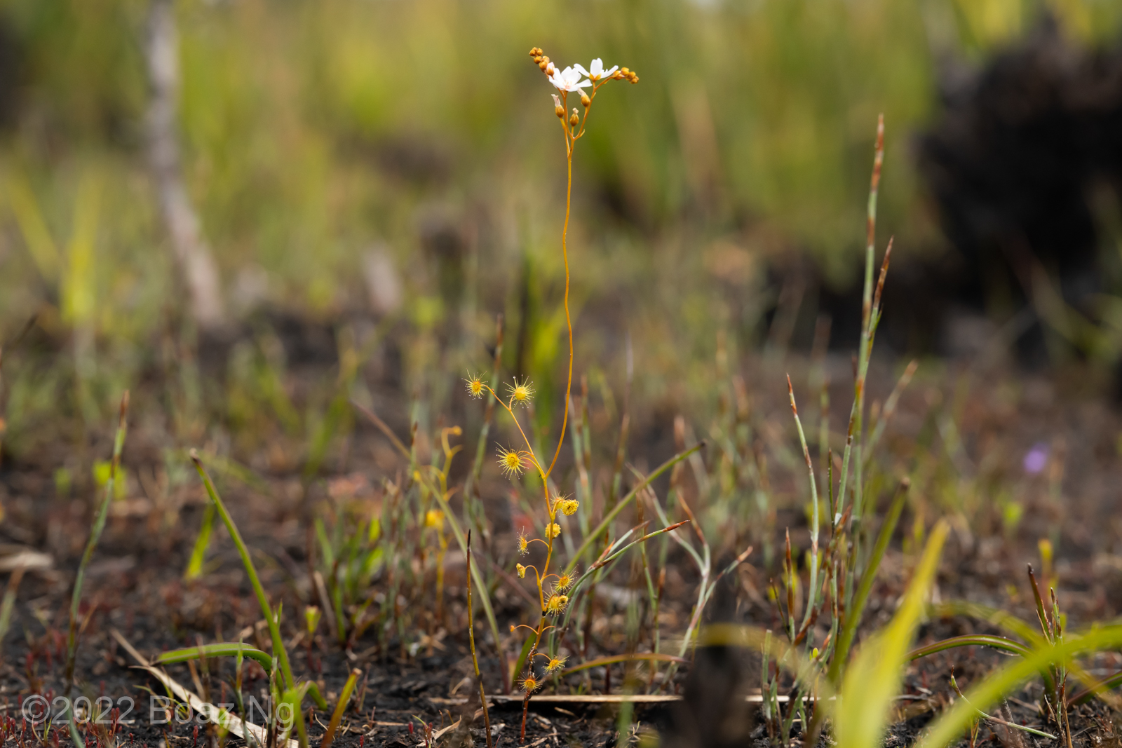 Drosera myriantha Species Profile - Fierce Flora