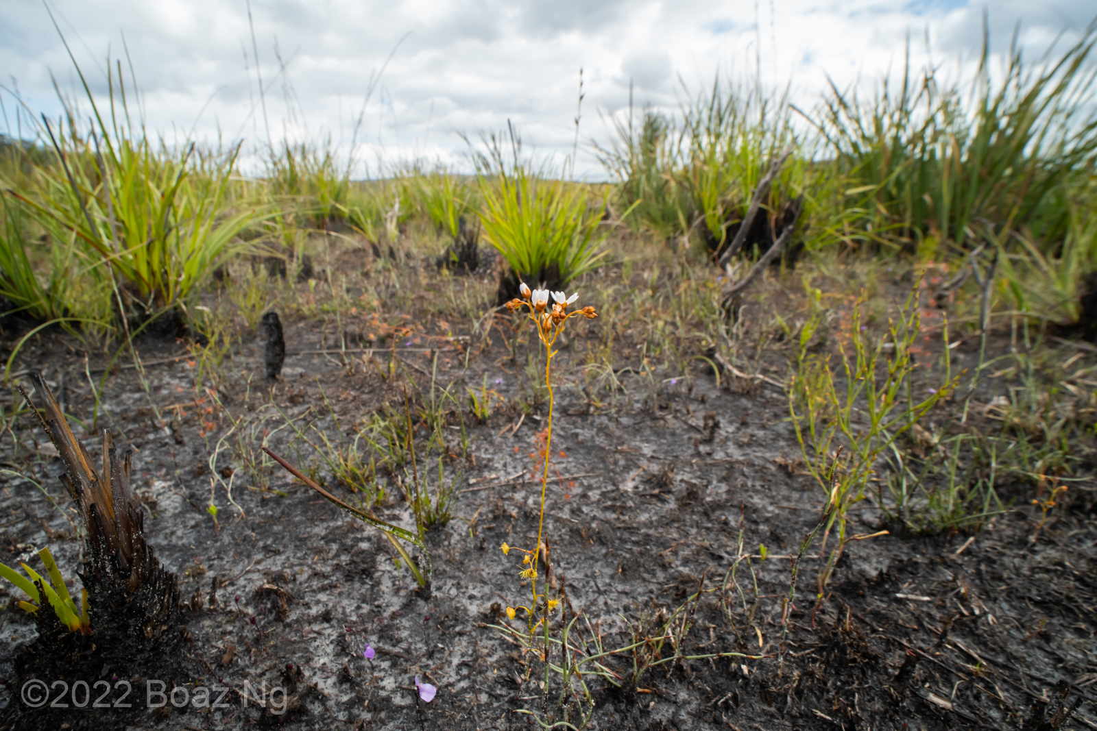 Drosera myriantha Species Profile - Fierce Flora