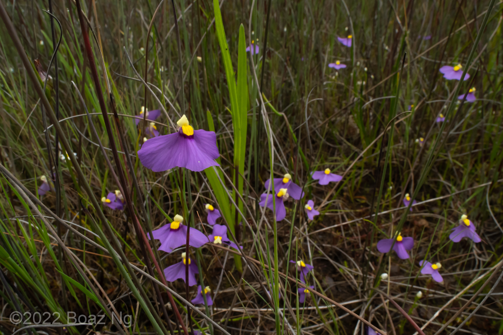 Utricularia benthamii Species Profile - Fierce Flora