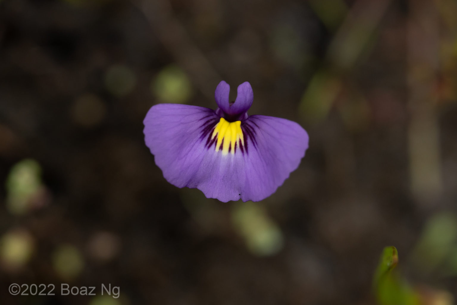 Utricularia petertaylorii species profile - Fierce Flora
