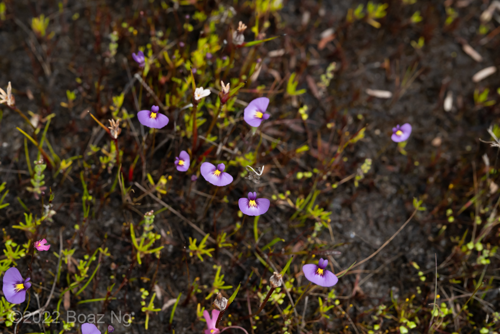 Utricularia petertaylorii species profile - Fierce Flora