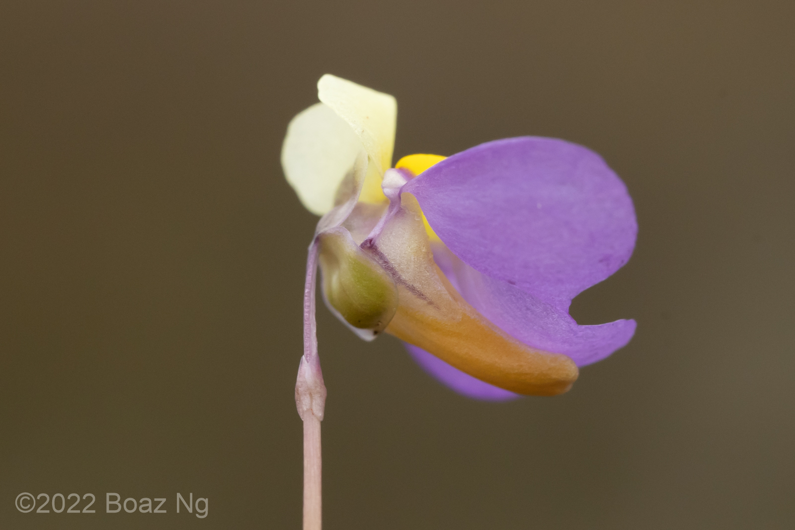 Utricularia benthamii Species Profile - Fierce Flora