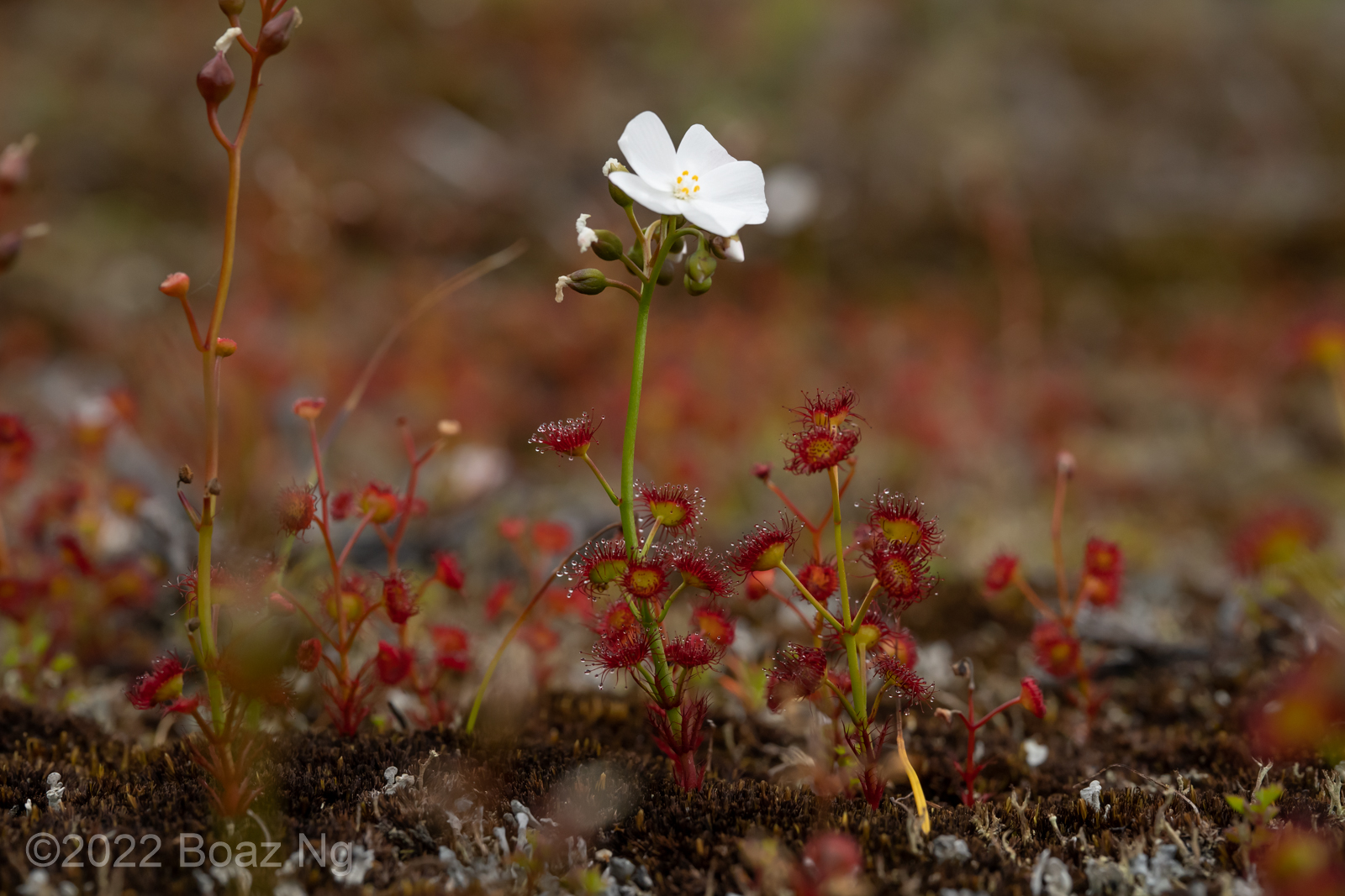 Drosera fimbriata Species Profile - Fierce Flora