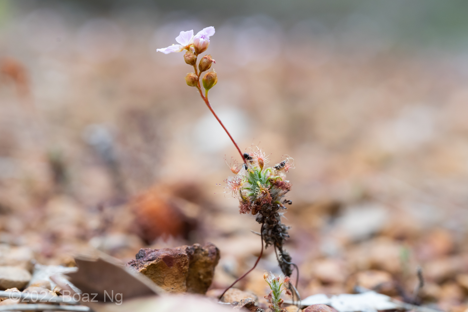 Drosera dichrosepala Species Profile - Fierce Flora