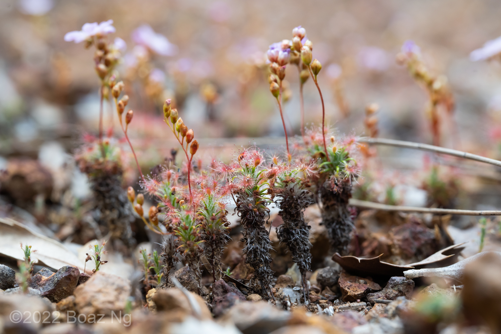 Drosera dichrosepala Species Profile - Fierce Flora