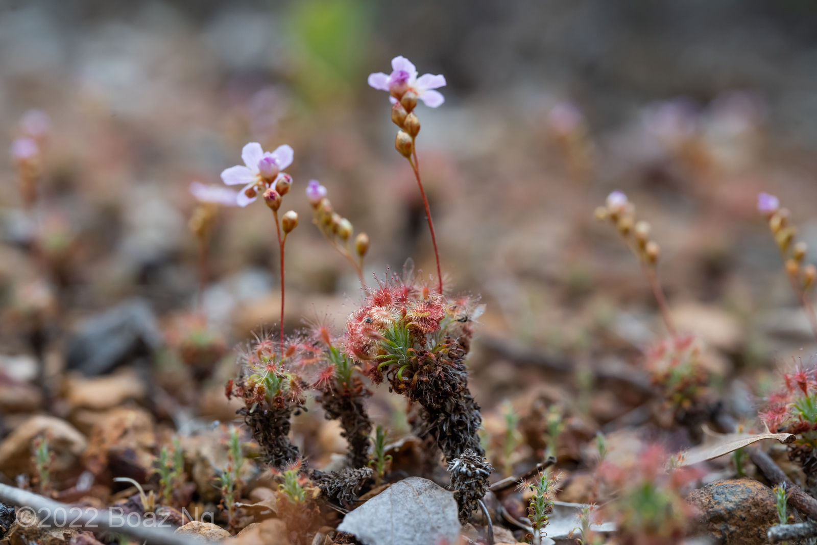 Drosera dichrosepala Species Profile - Fierce Flora