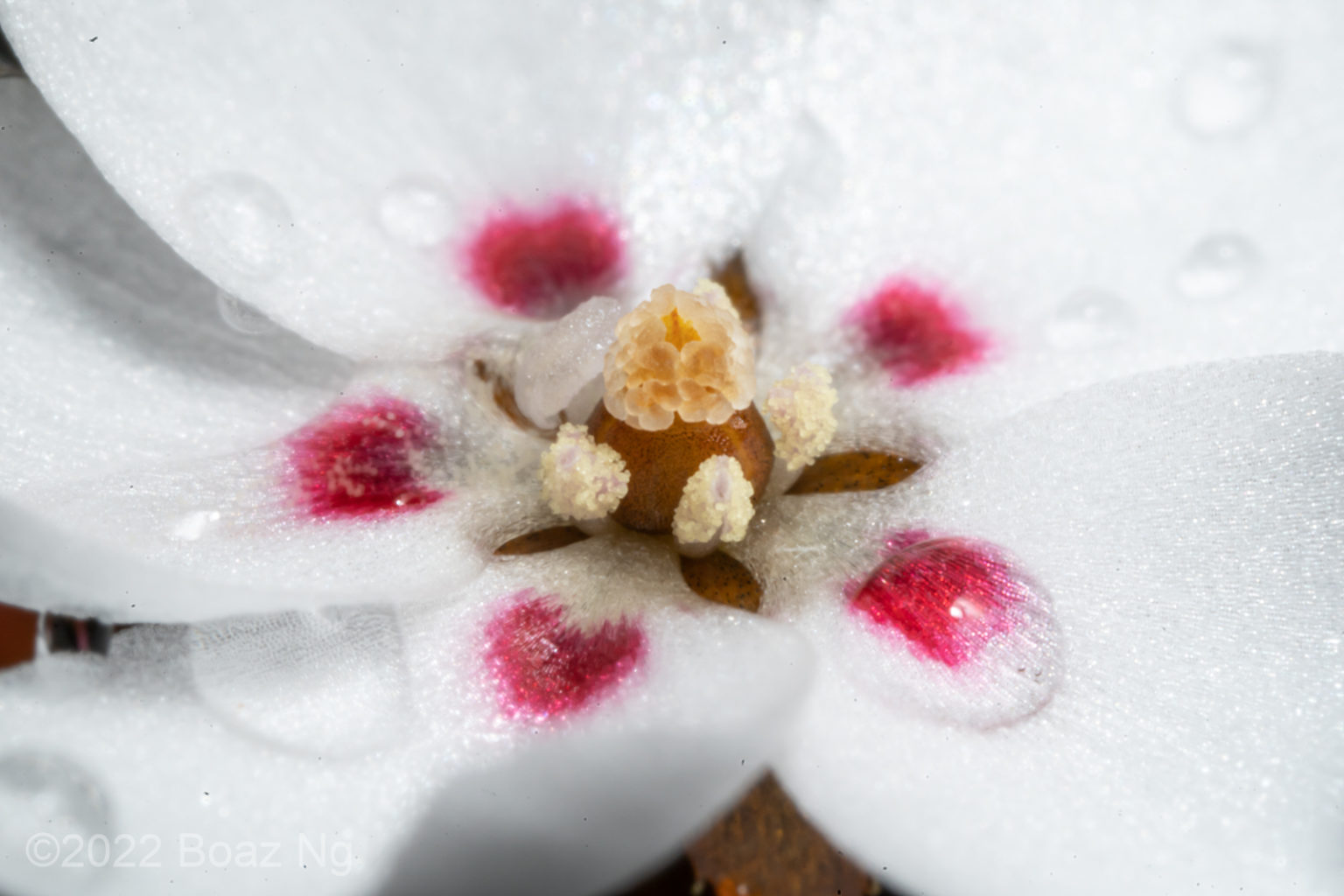 Drosera bicolor Species Profile - Fierce Flora
