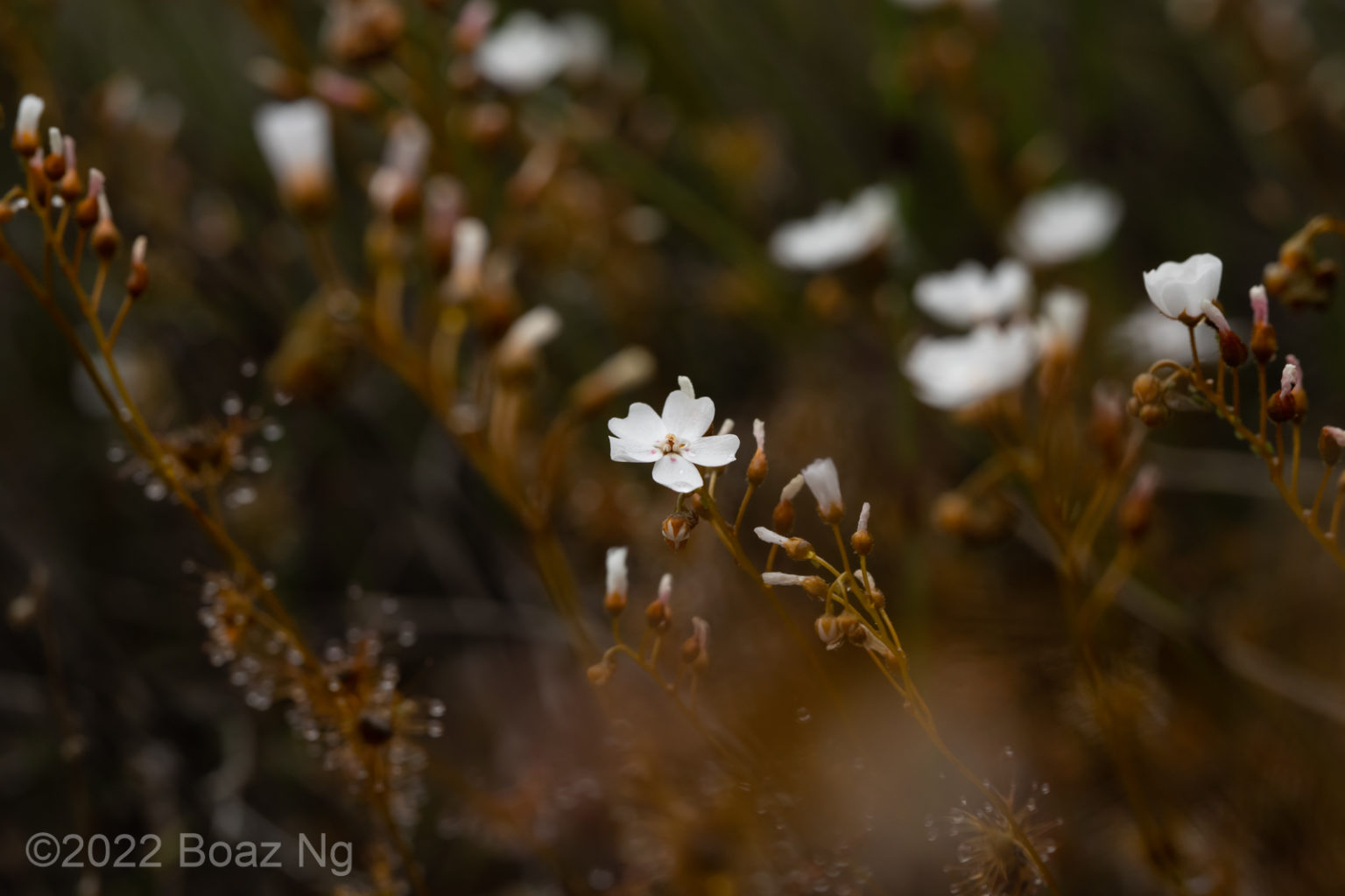 Drosera bicolor Species Profile - Fierce Flora
