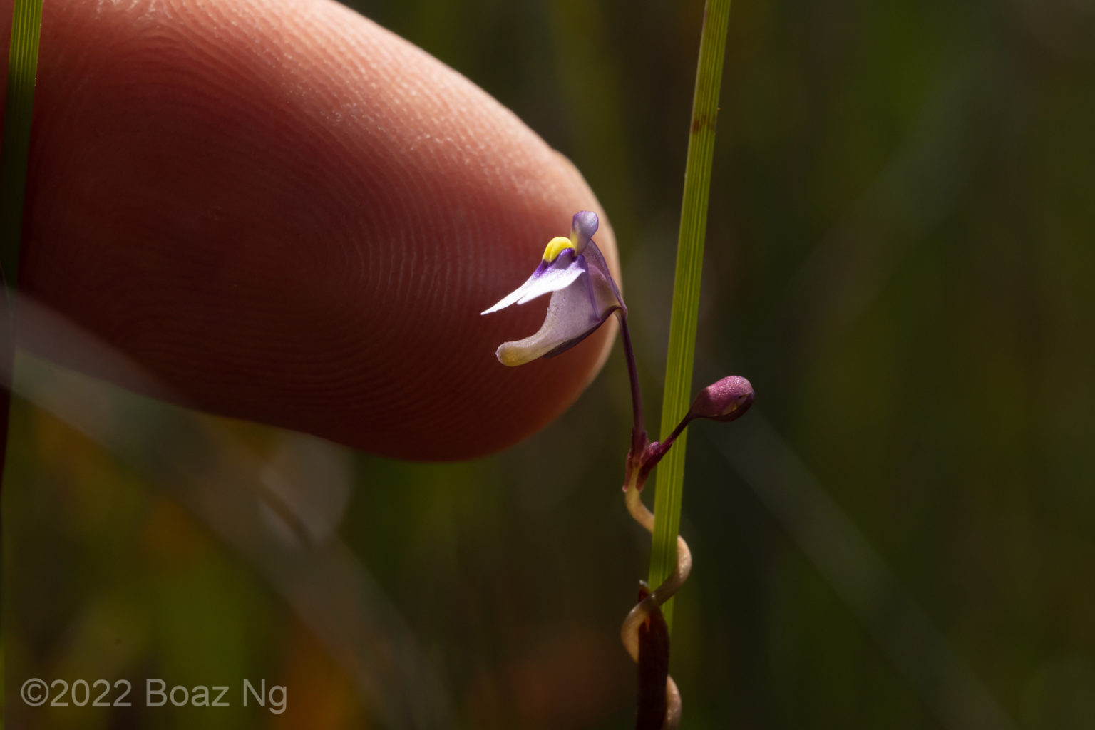 Utricularia helix Species Profile - Fierce Flora