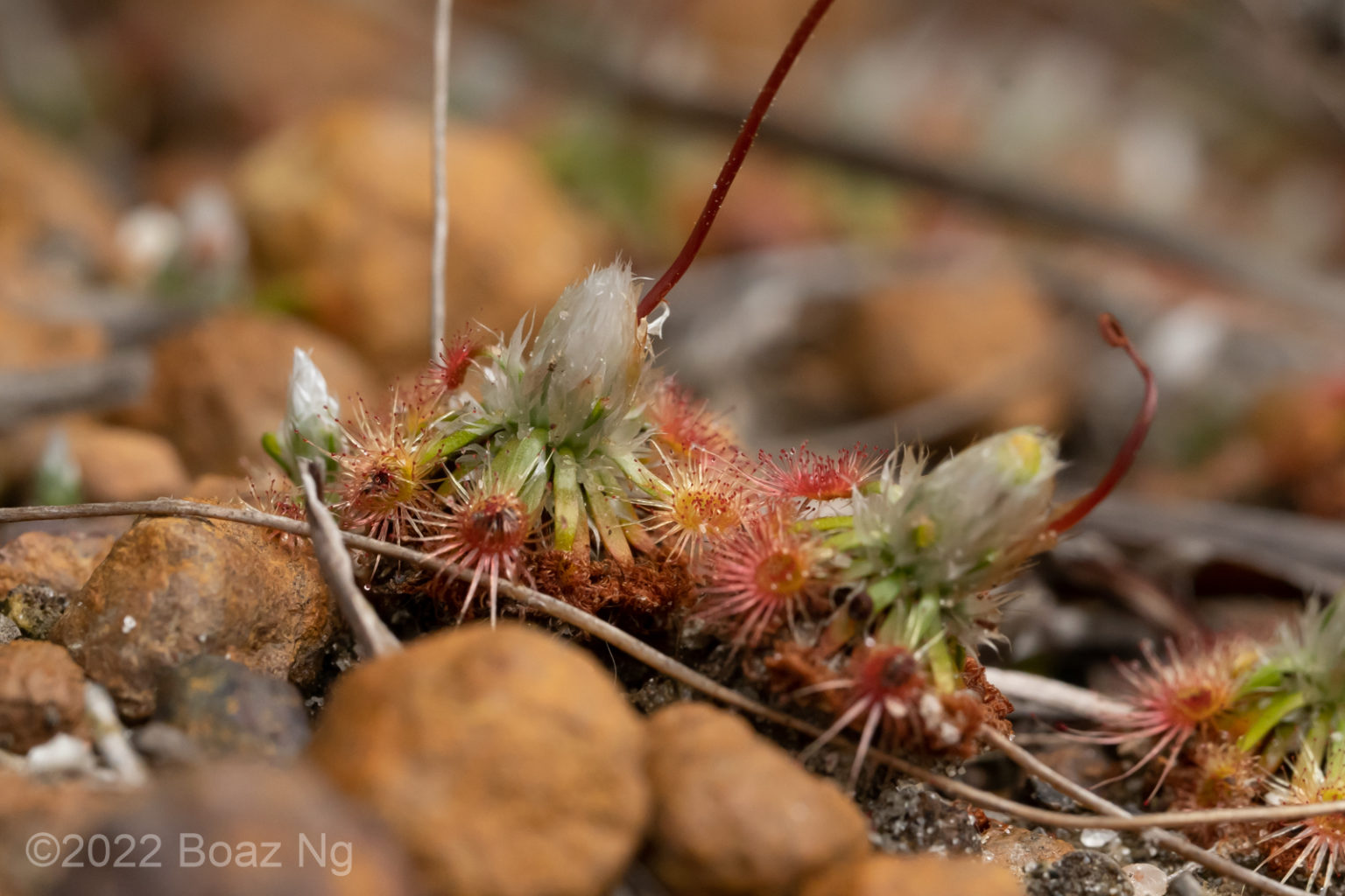 Drosera leucoblasta Species Profile - Fierce Flora
