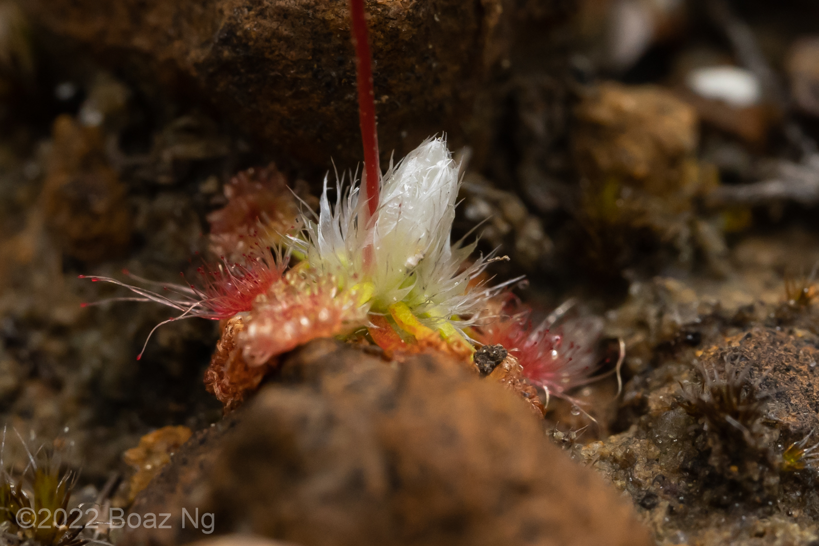 Drosera leucoblasta Species Profile - Fierce Flora