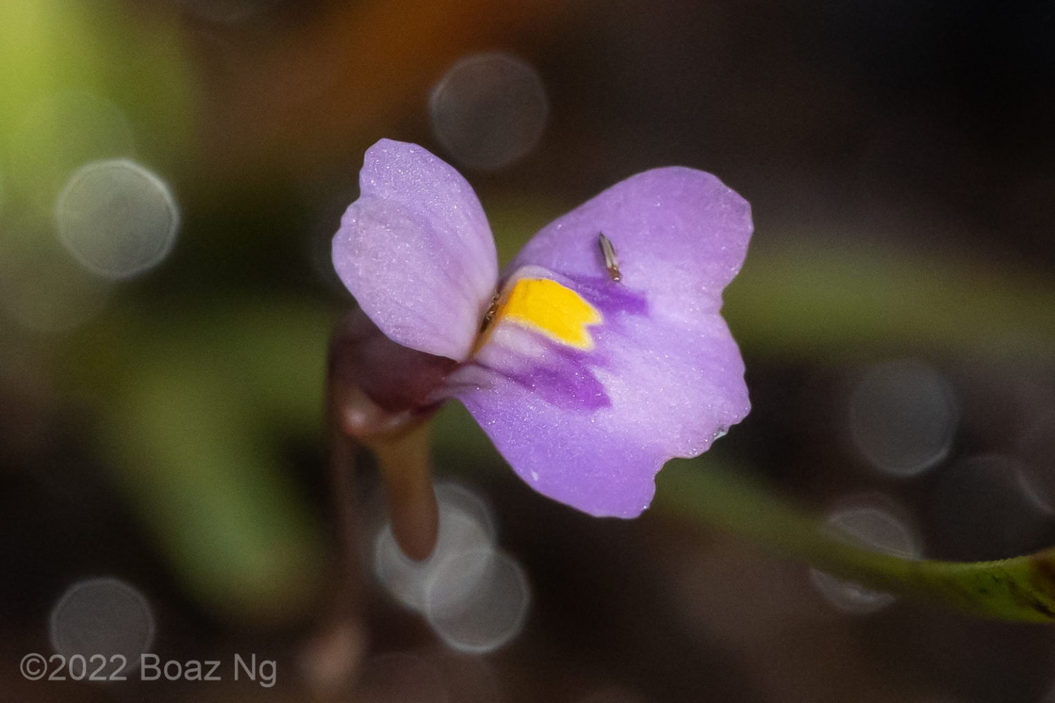 Utricularia brennanii Species Profile - Fierce Flora
