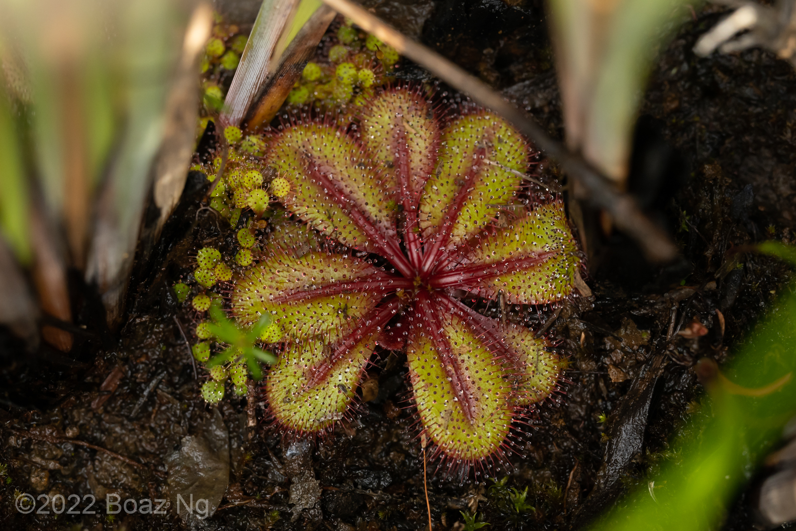 Drosera tubaestylis Species Profile - Fierce Flora