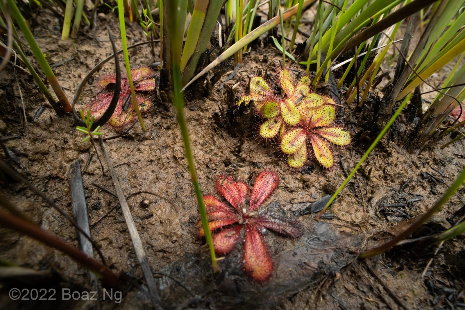 Drosera tubaestylis Species Profile - Fierce Flora