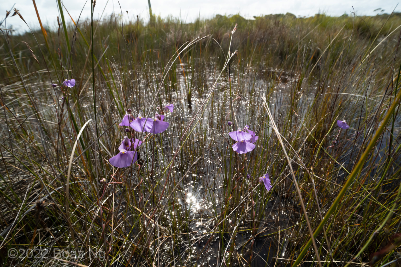 Utricularia volubilis Species Profile - Fierce Flora